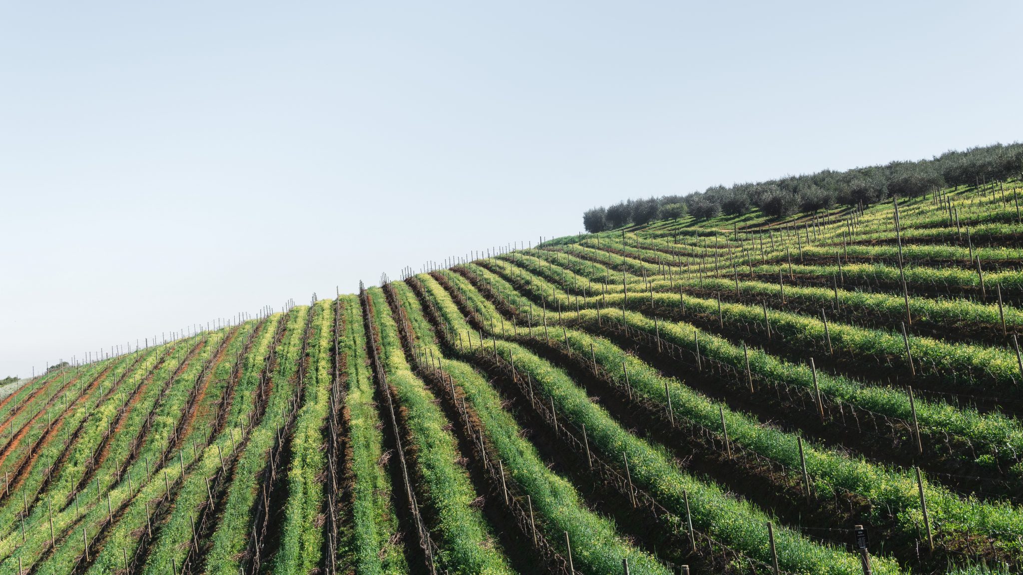 Viñedo | Vinalia Wine Central
